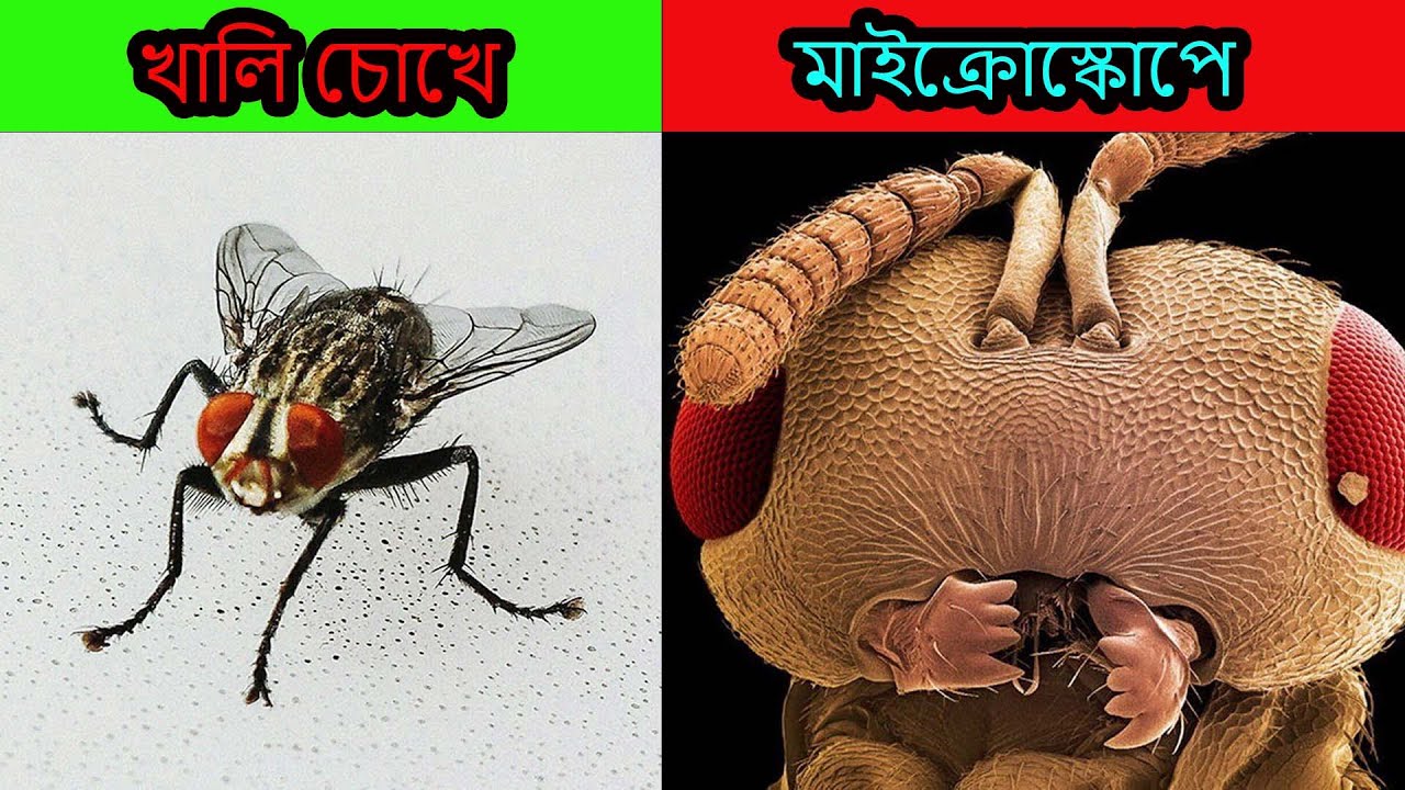 যা শুধুমাত্র Microscope এ দেখা যায়।।😳 5 Things You Can Only See Under ...