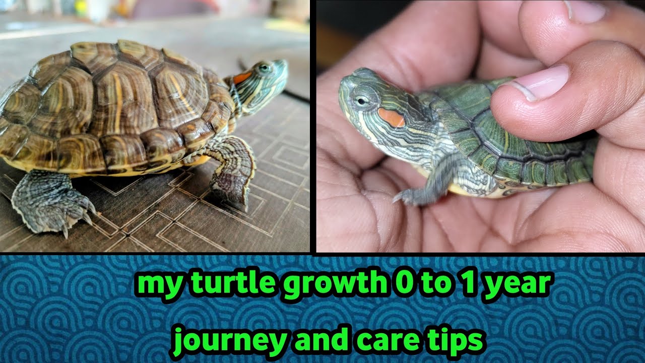 my turtle journey 0- 1 year old growth | red eared slider turtle update ...