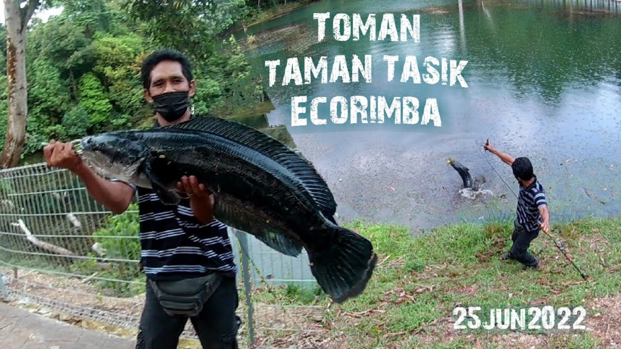 mancing Toman di taman tasik Ecorimba Kota Damansara .. - YouTube
