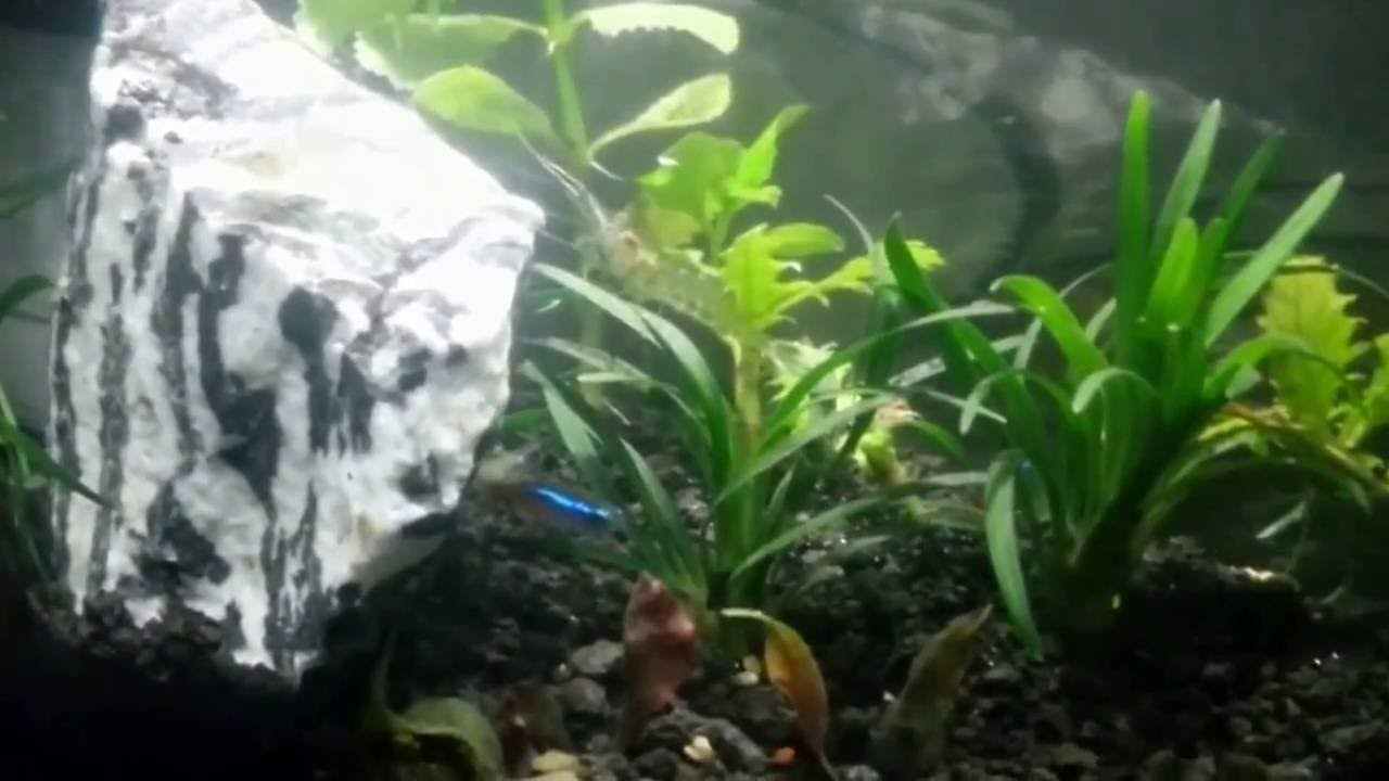 Ghost shrimp and neon tetra in 1 gallon - YouTube