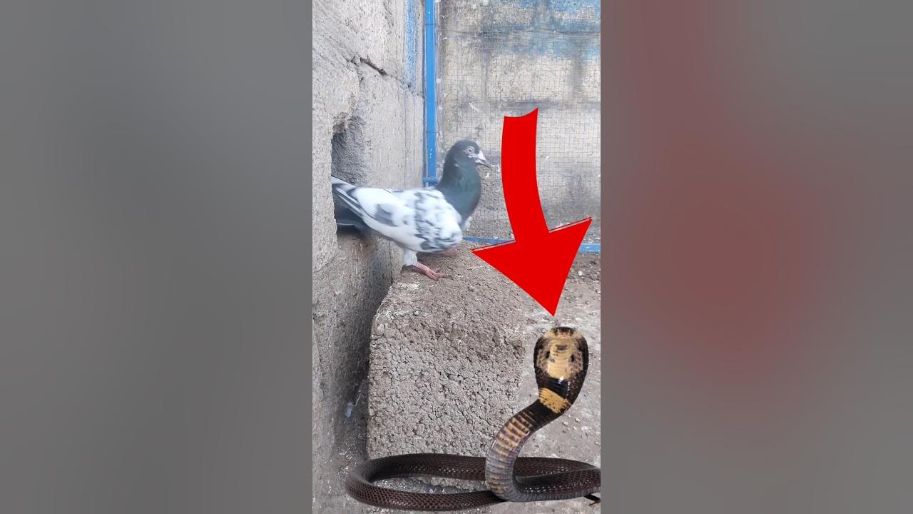 Snake Attacked Pigeons Emergency Door | #kbootar #kbootar #pigeon # ...