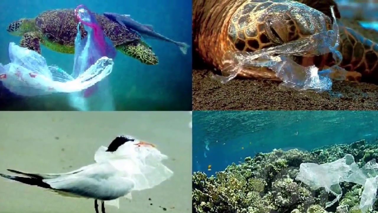 Plast i verdenshavene - YouTube