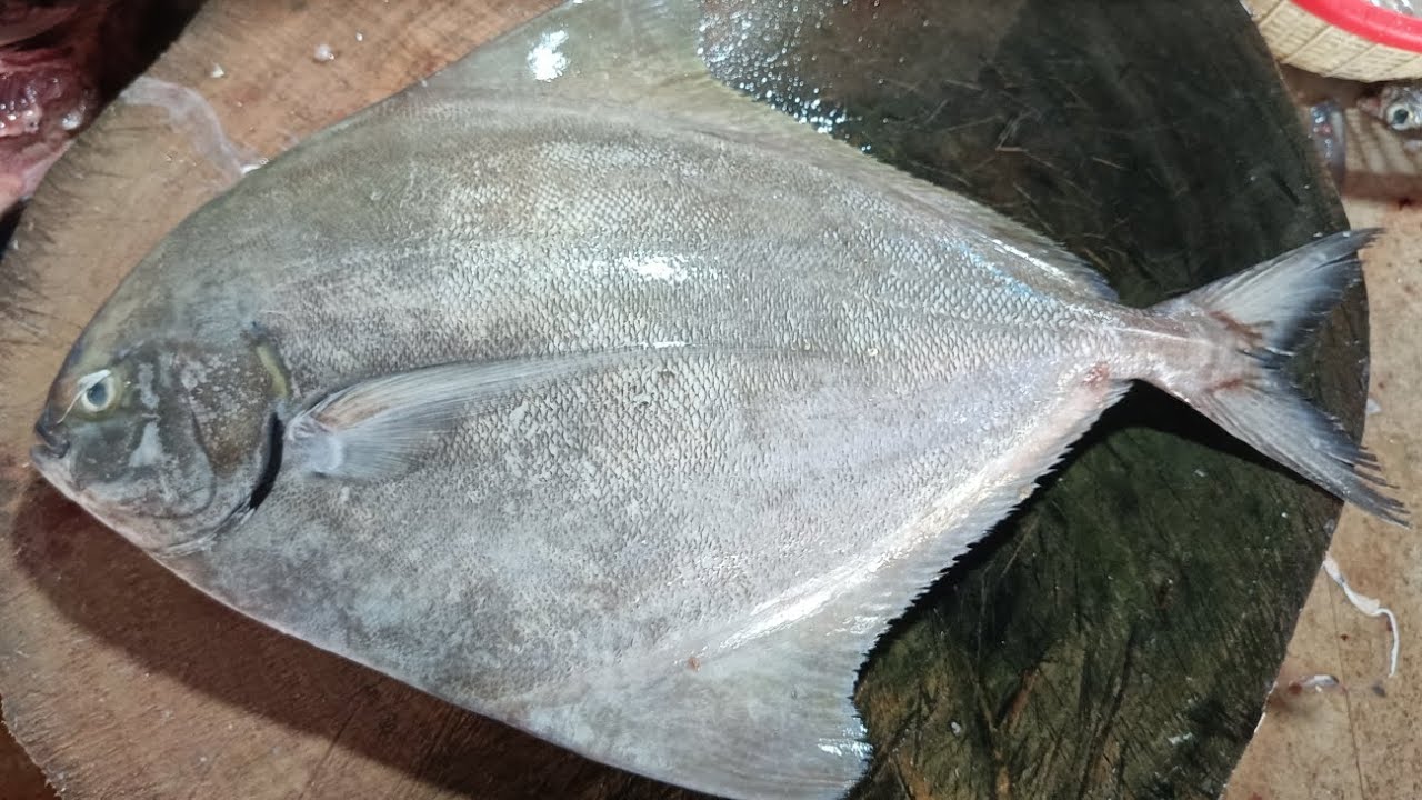 pomfret ( avoli ) fish cutting skills #fullvideowatch #plz_subscribe_my ...