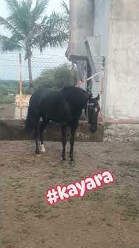#kayara - YouTube