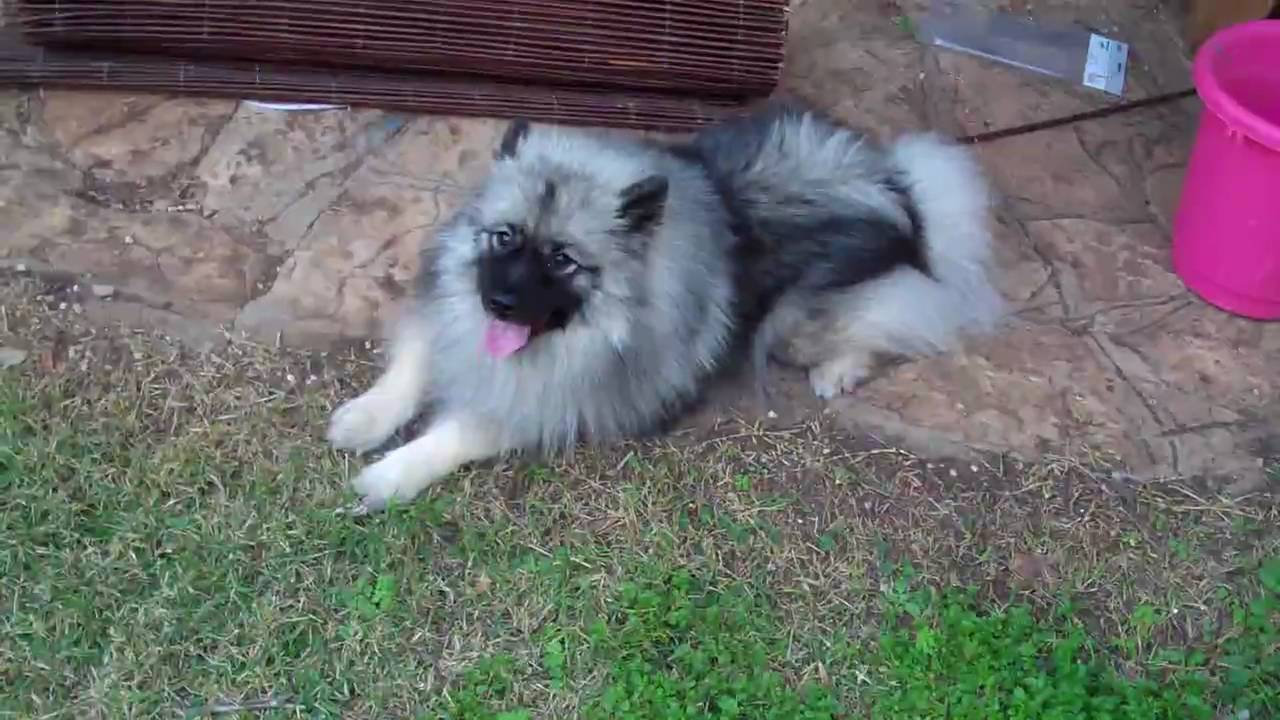 koki dog.MP4 - YouTube