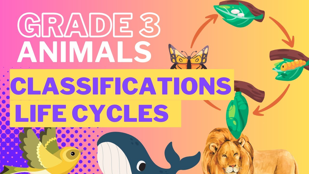 Grade 3 Animal Classifications and Life Cycles - YouTube