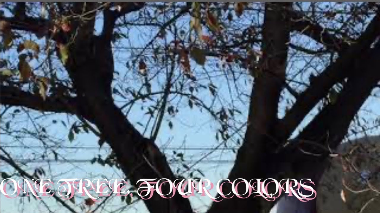 The Famous Sakura Tree/ONE TREE FOUR COLORS/ THE MAGIC OF FOUR SEASONS ...