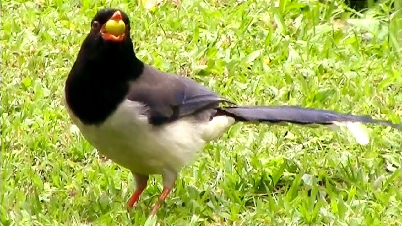 紅嘴藍鵲(藍喜鵲)在草地上尋獲果子吃 Blue Magpie eats fruit #bird #birding #wildlife #公園 ...