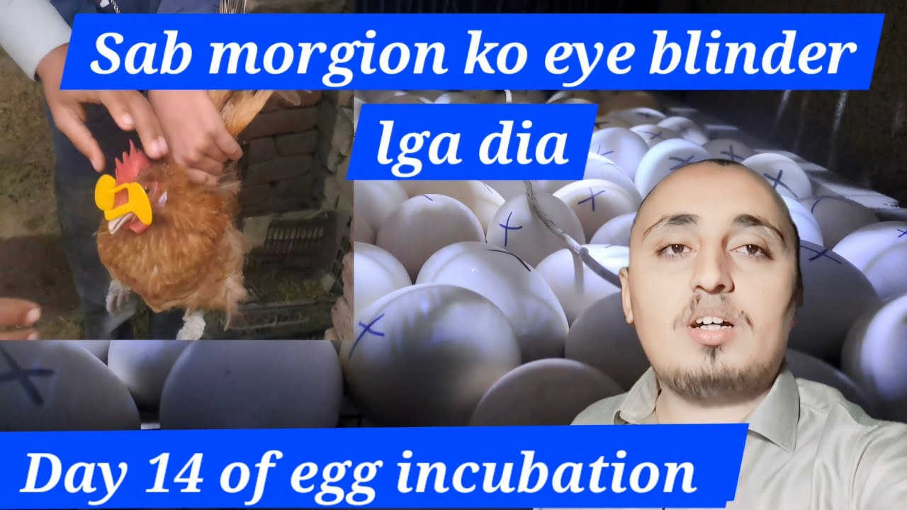 Eye blinder for hens| Day 14 of egg incubation - YouTube