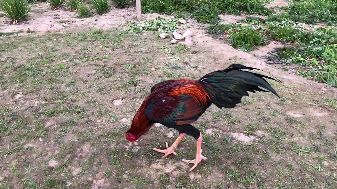 Ganoi Stag #1 - YouTube