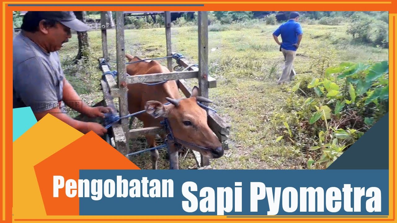 Pengobatan Sapi Pyometra gagal di IB - YouTube