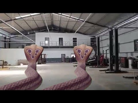 ពស់ជាច្រើនគូបានចូលមកក្នុងឃ្លាំង Many pairs of snakes came to live in ...