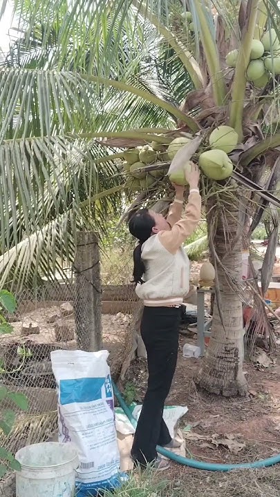 DỪa Sim Bao NgỌt Youtube