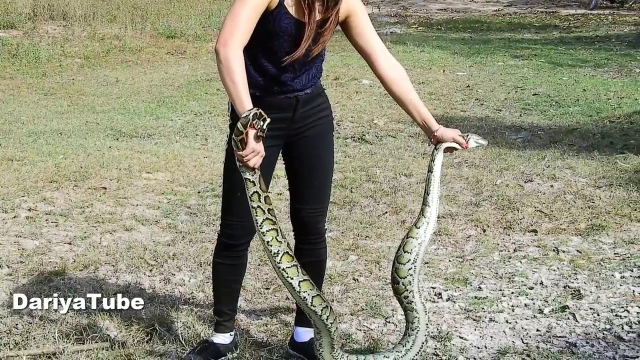 Brave Girl Catching A Big Python - Funny Girl Catching A Big Snake At ...
