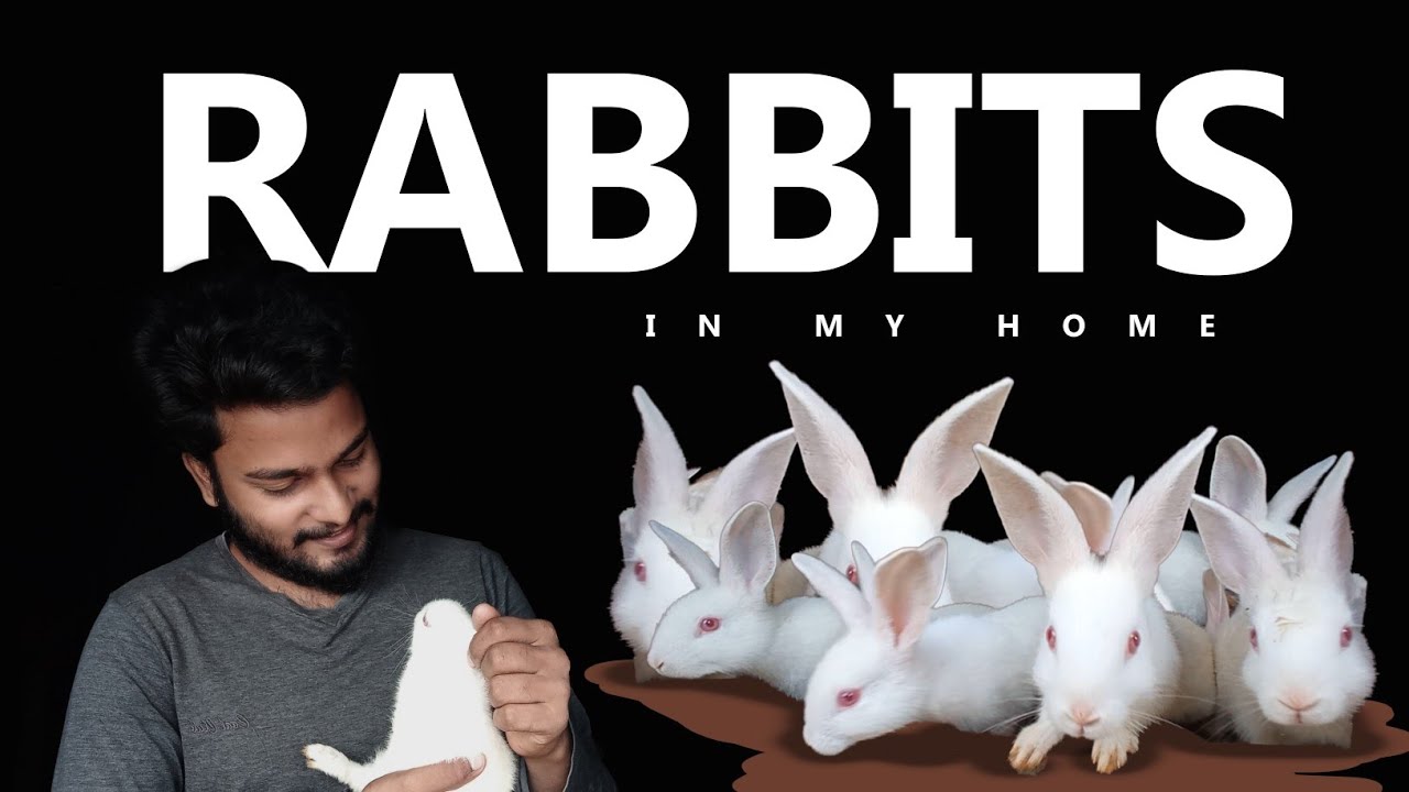 Rabbits in my home | என் வீட்டில் உள்ள முயல் | ish tech | rabbit video - YouTube