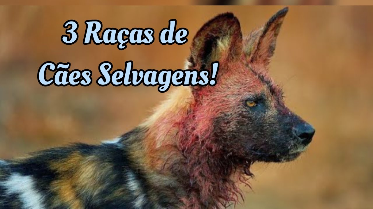 3 Raças de Cães Selvagens|Canal Animal 356 - YouTube