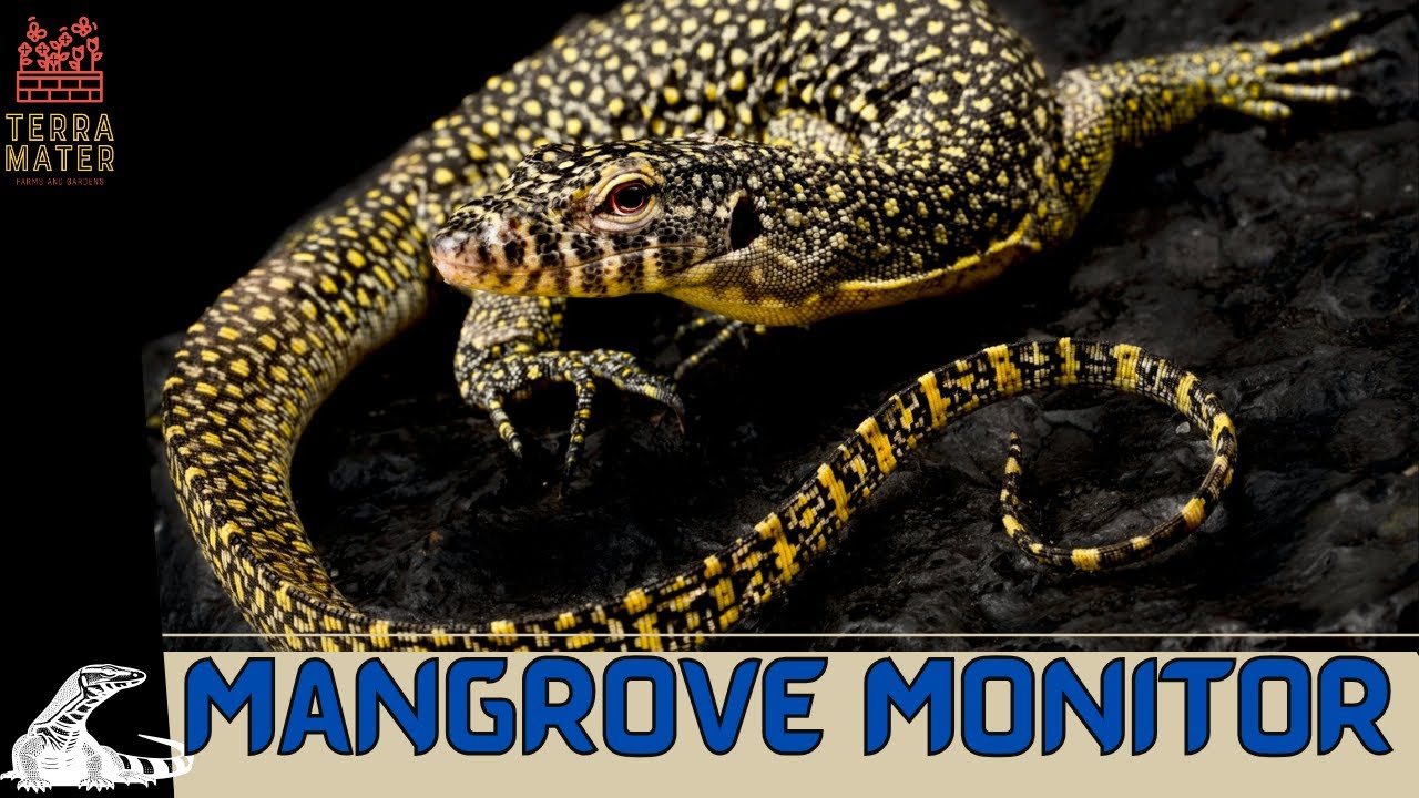 Introduction to MANGROVE MONITOR: Reptile Profile (Varanus indicus ...