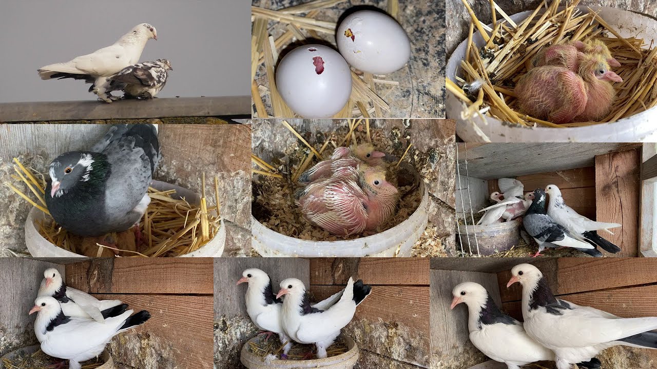 Pigeon transformation in 30 days From egg to adult - YouTube