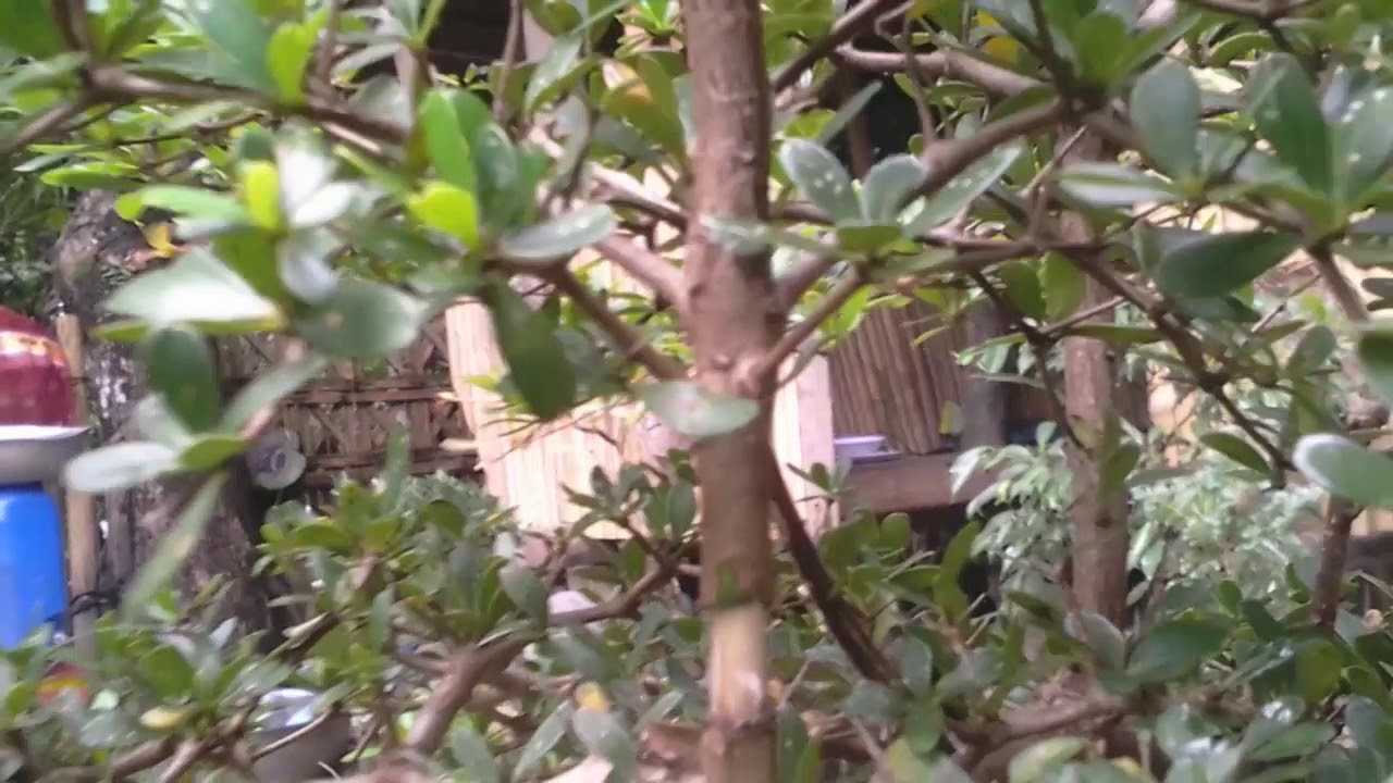 air layering bushida - YouTube