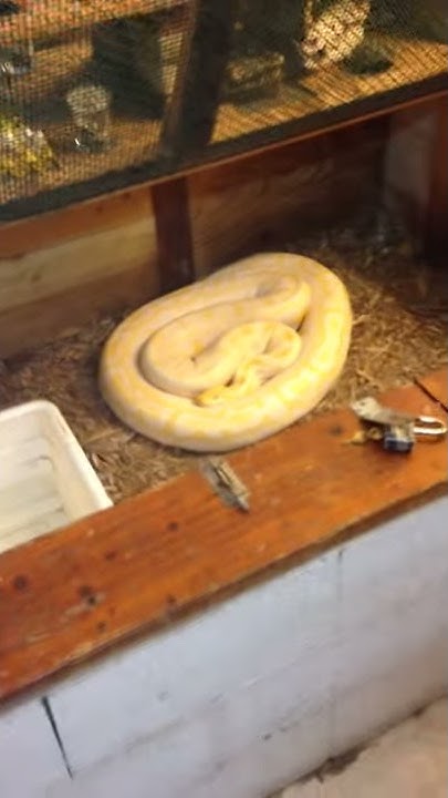 learning about a Burmese python - YouTube