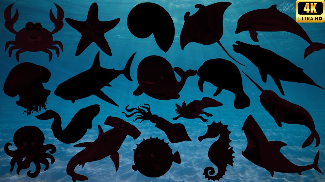 Guess the Shadow of 60 Marine Animals 🌊🐬 Fun Sea Animal Quiz for Kids ...