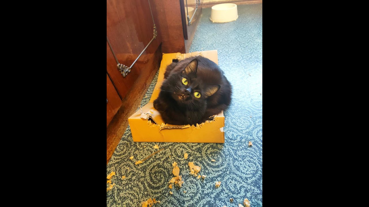 Vaska cat and box - YouTube
