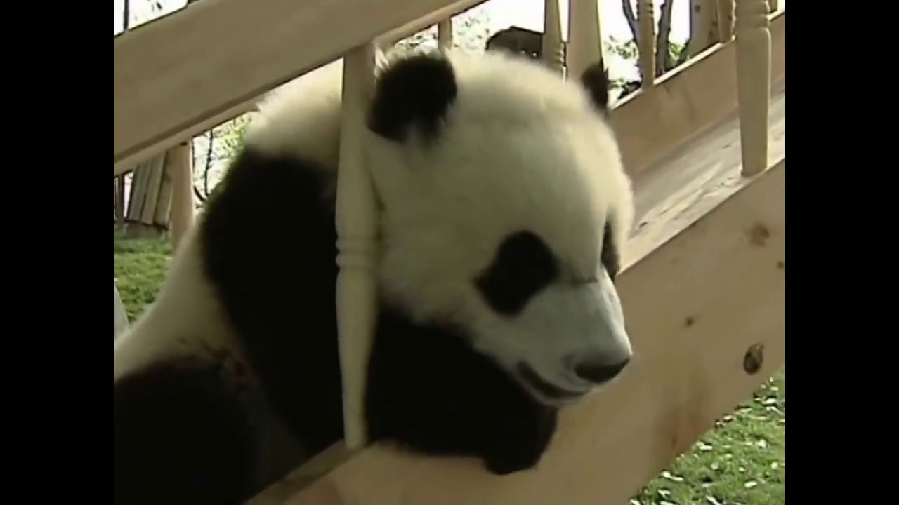 All New Cute Pandas Playing and Giggling On a Slide, Laughing Panda ...