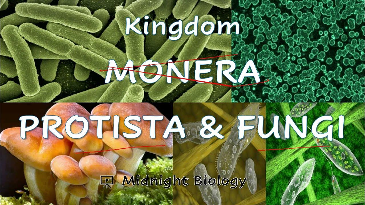 Kingdom Monera - Protista - Fungi || Features & Basis of Classification ...