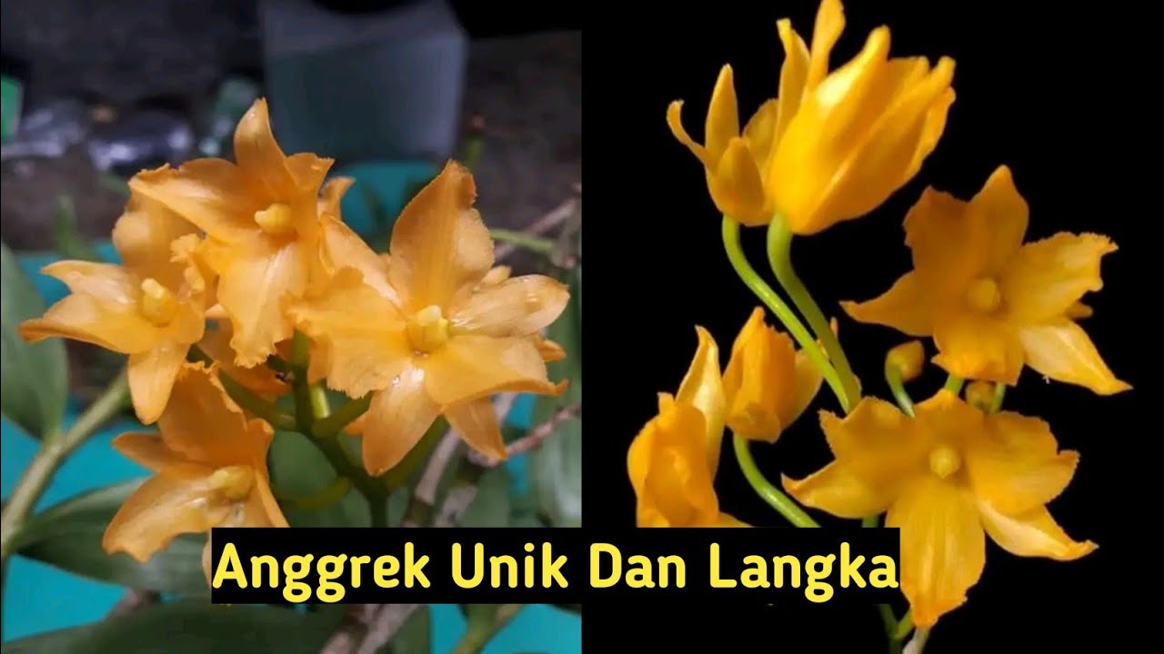 DENDROBIUM ATAVUS MURAH - YouTube