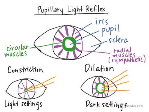 Pupillary Light Reflex - YouTube