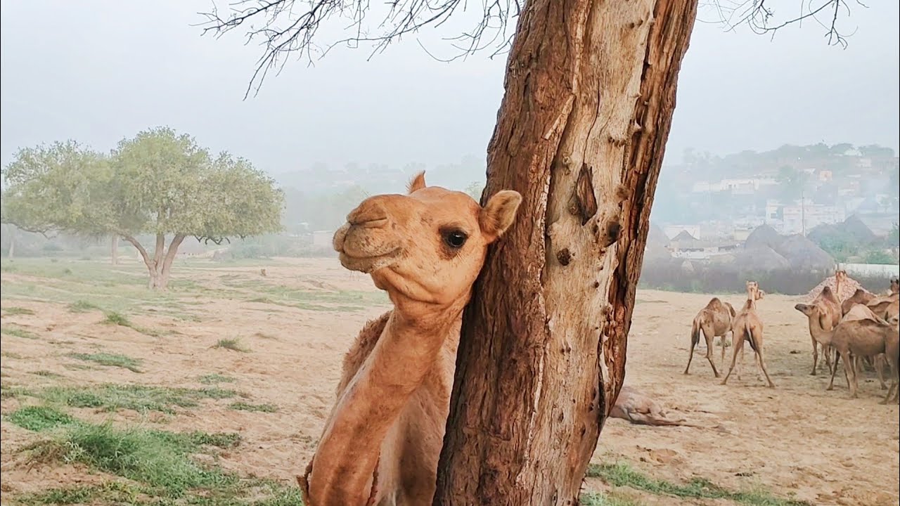 शरारती ऊंट || شرارتی اونٹ || Naughty Camel || جمل شقي || Camello ...