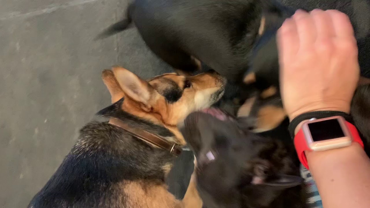 iPet Club- It's a fun camp for your pet - YouTube