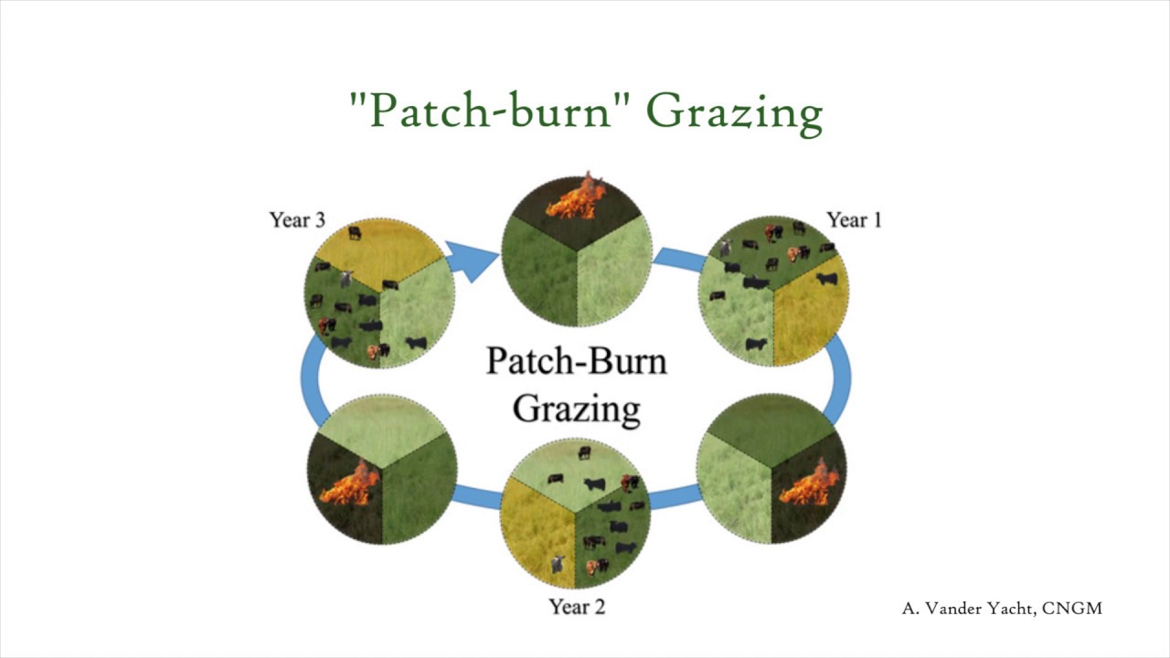 Patch-burn Grazing - YouTube
