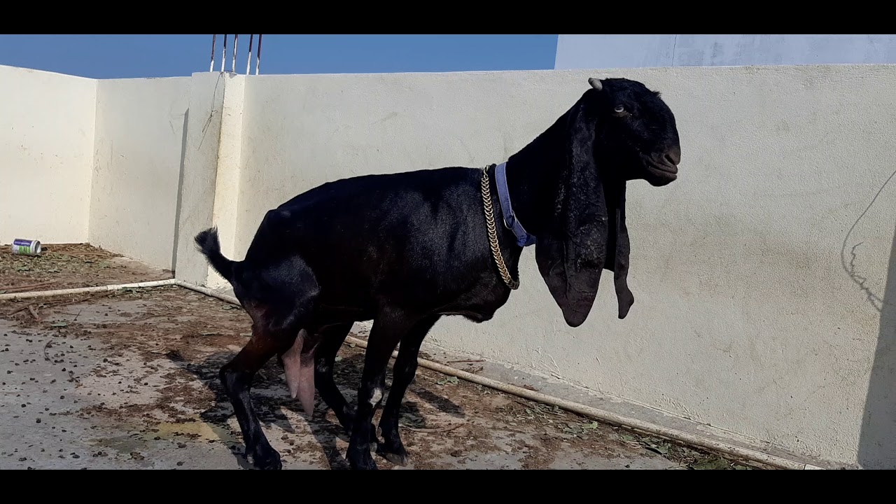 HYDERABADI GOAT'S ☆LUCKY☆ GOAT FARM - YouTube