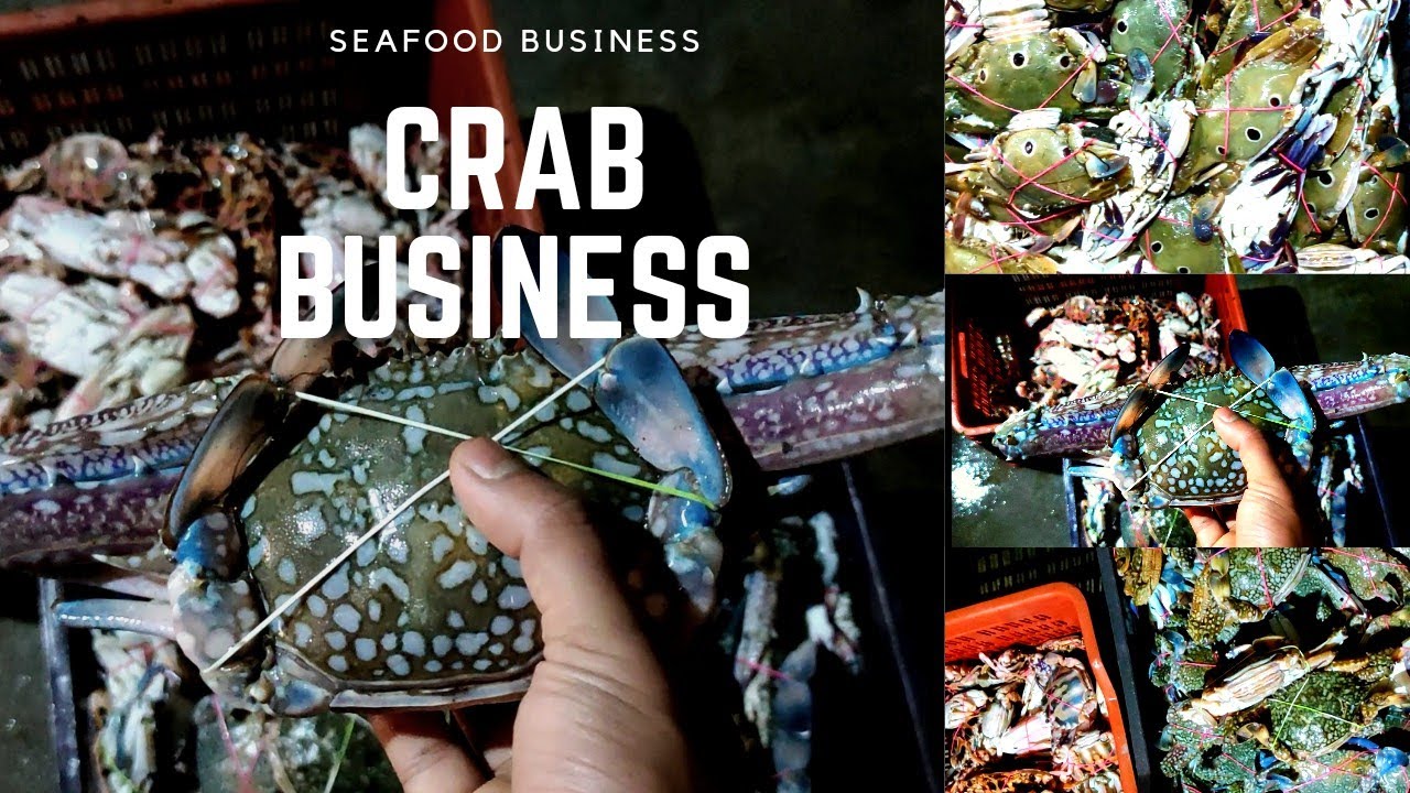 Seafood Business | Blue Crab Export | Fish Export | Fish Business - YouTube