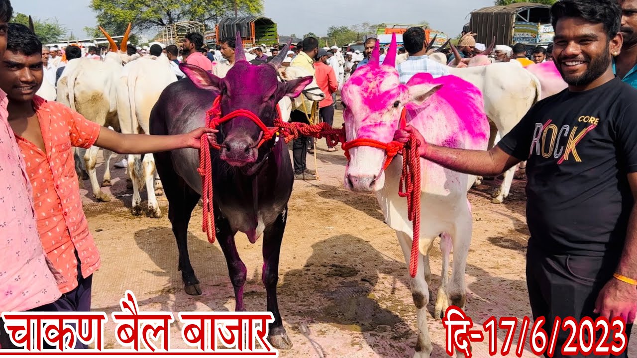शेतीकामाच्या बैलांची आवक वाढली..चाकण बैल बाजार..Chakan Bail Bajar..दि ...
