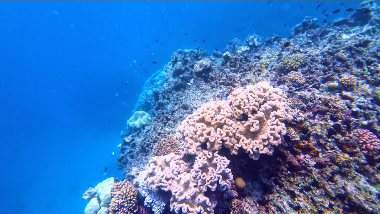 Norman Reef and Hastings Reef Great Barrier Reef - Divers Den | Cairns ...