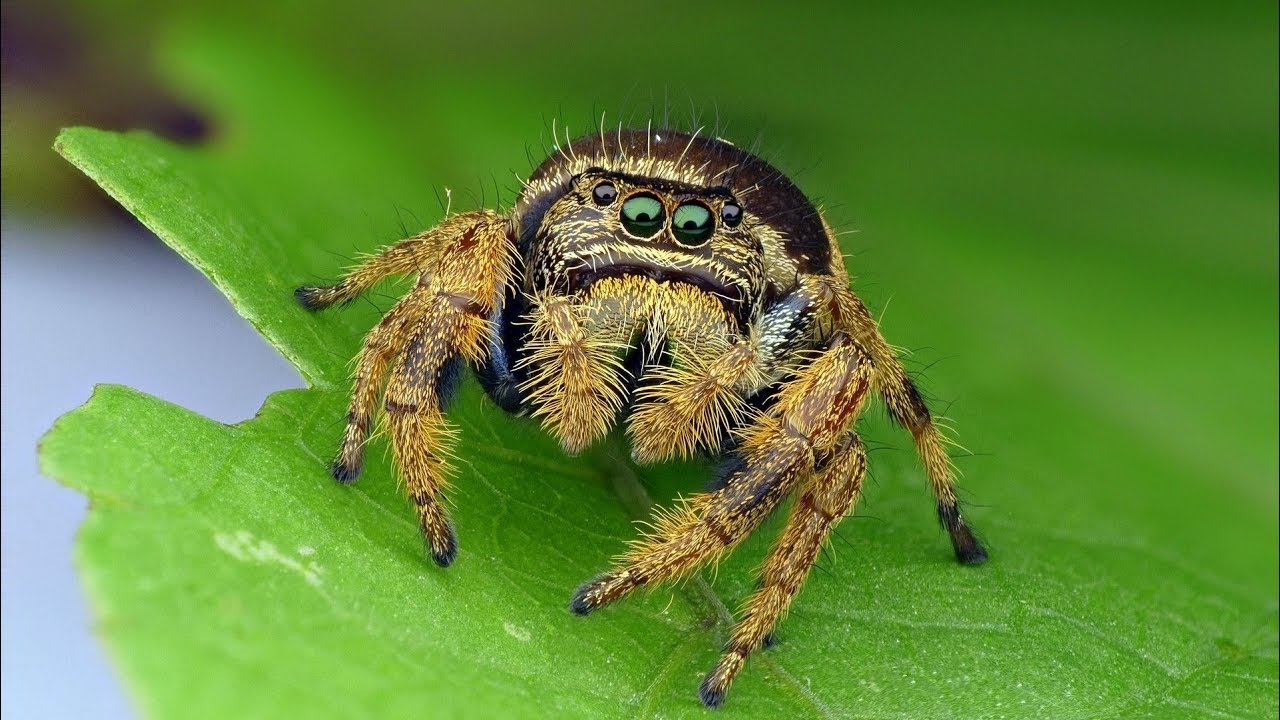Colorful Jumping Spider from Ecuador - YouTube