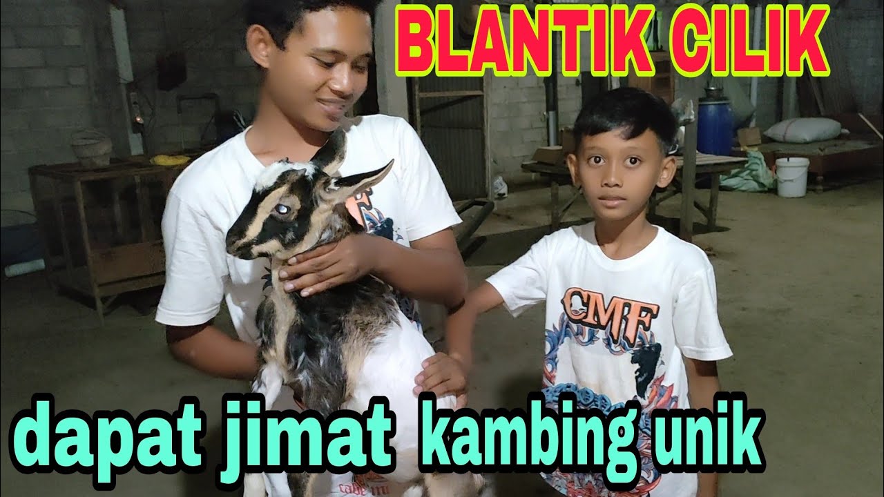 BLANTIK CILIK BERHASIL BAWA PULANG KAMBING UNIK - YouTube
