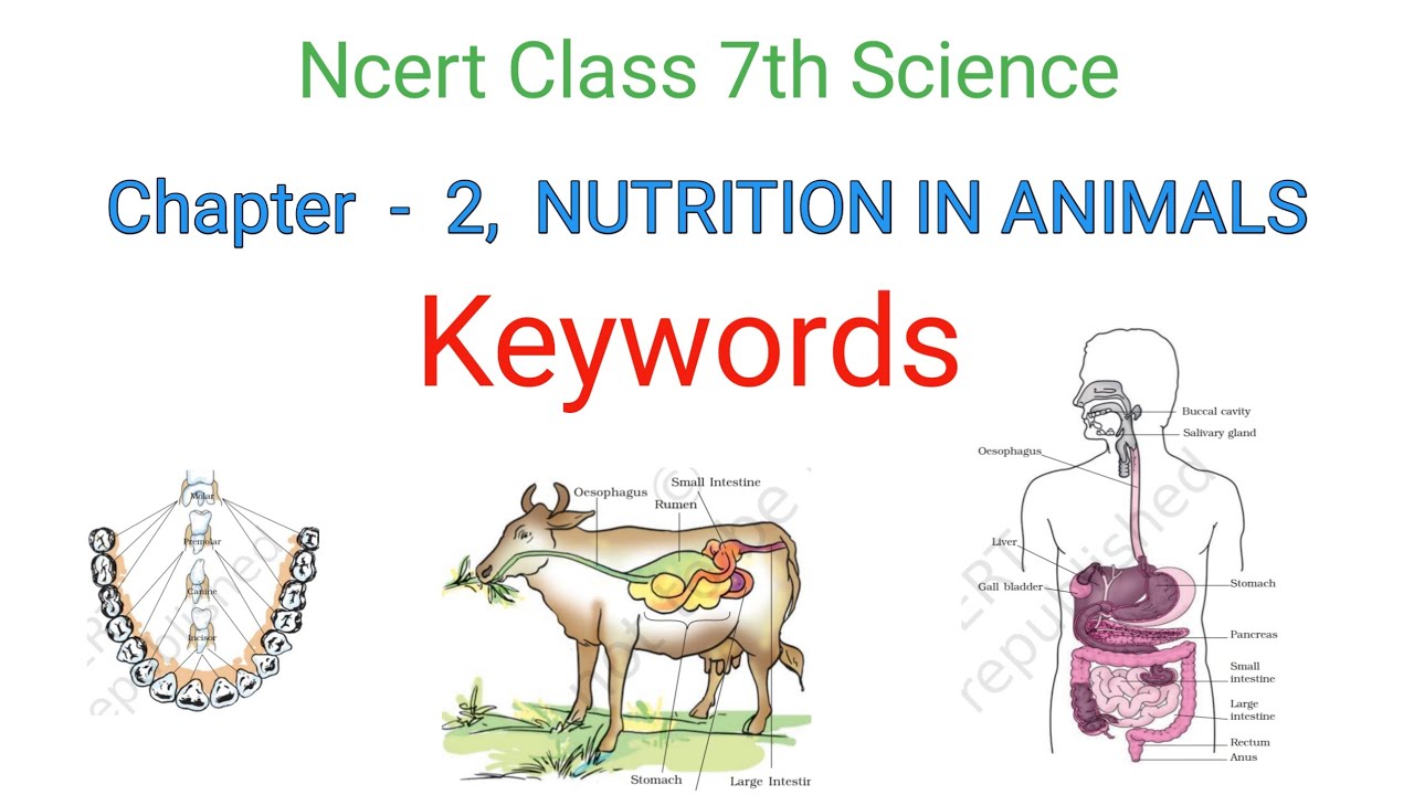 ncert class 7th science chapter 2 keywords | nutrition in animals ...