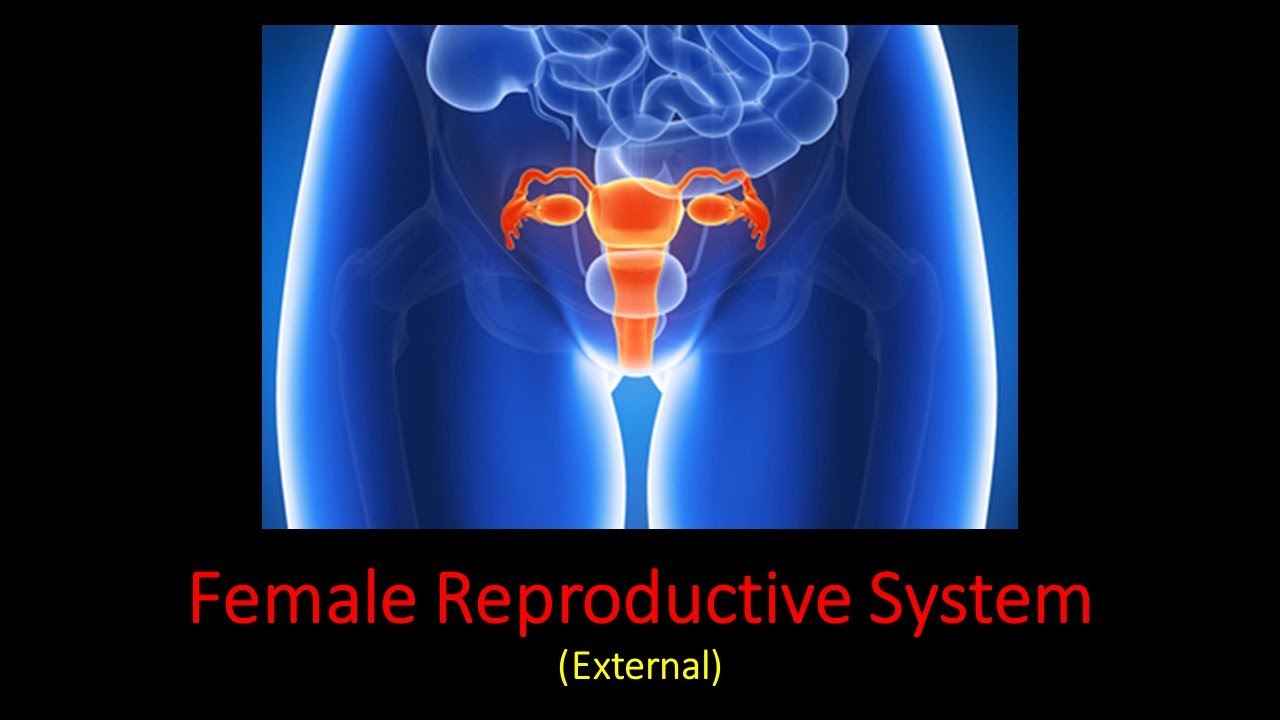 External Genitalia of Female. Prof. Dr. Md. Ashfaqur Rahman - YouTube