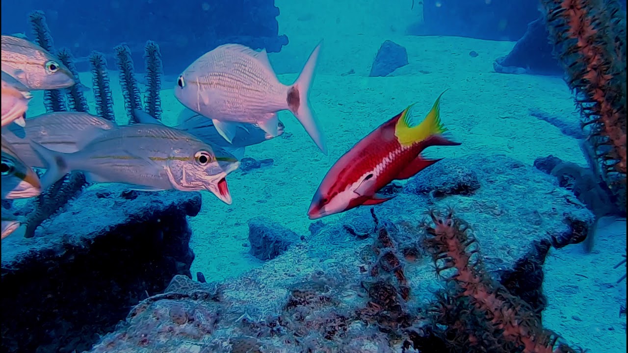 3 Species of Hogfish! - YouTube