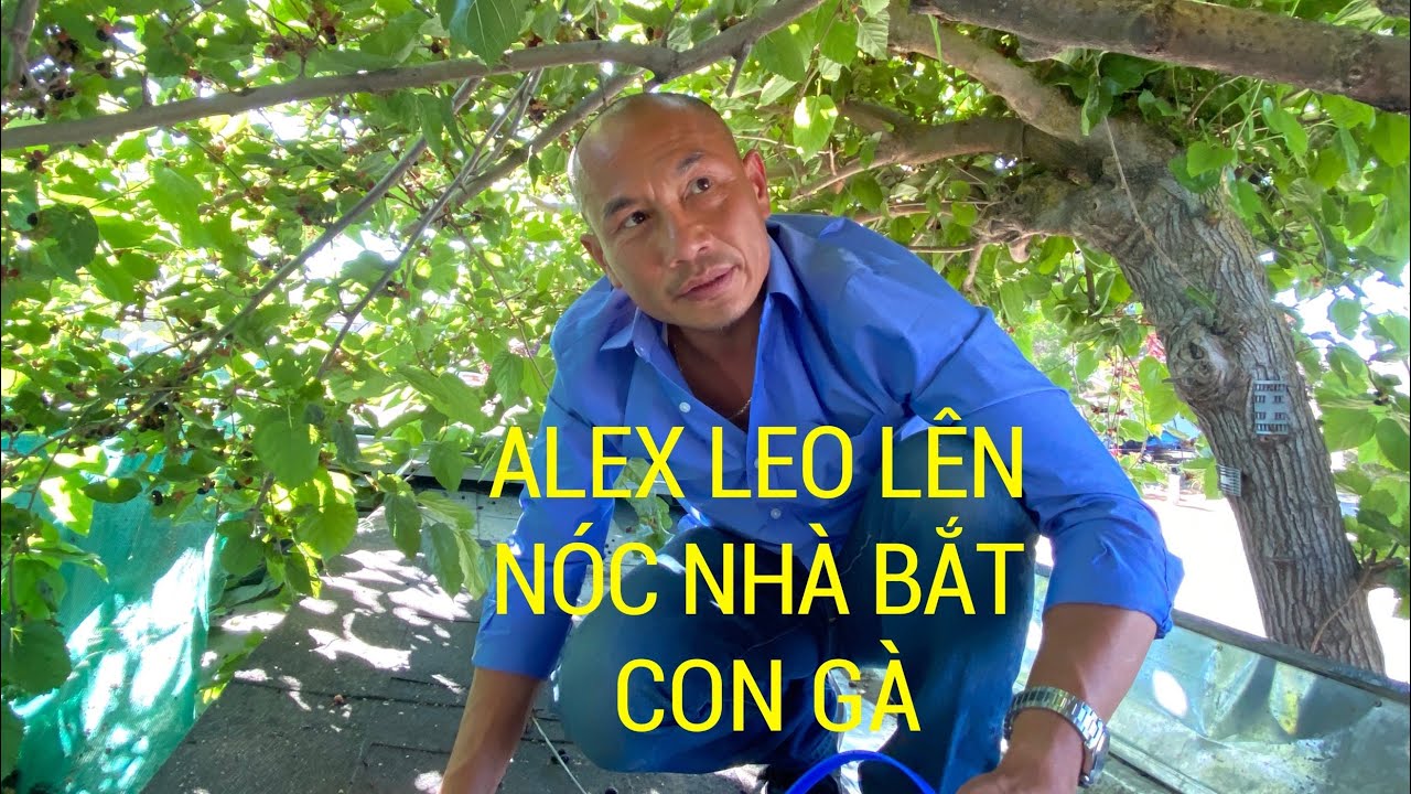 ALEX HÔM NAY CÓ HẸN ĐẾN LỚP HỌC MỖI TUẦN.ALEX VỀ NHÀ MẸ HÁI TRÁI CÂY ...