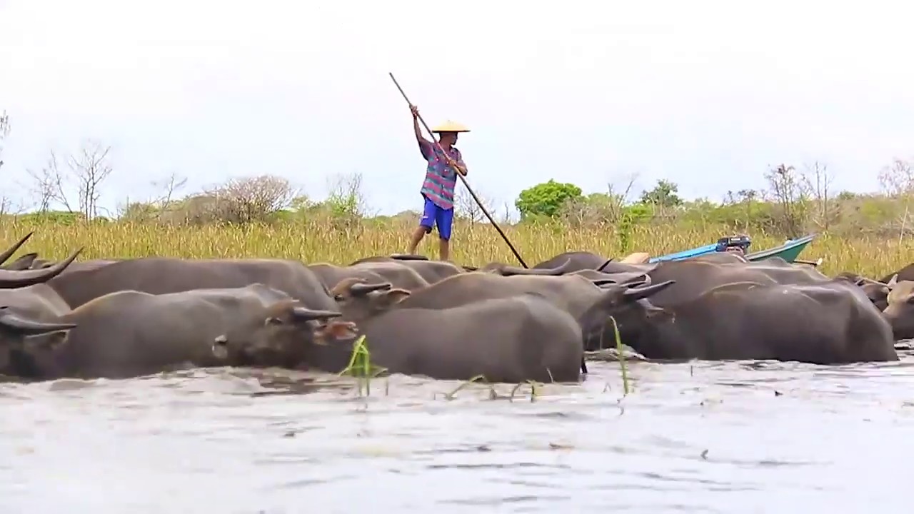 WISATA KERBAU KALANG (RAWA) - YouTube