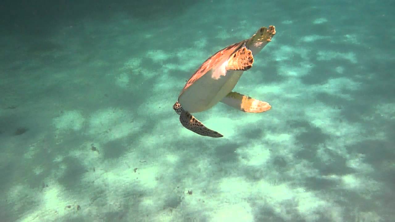 Our Turtle Cove Adventure in St. Thomas 03/01/11 - YouTube