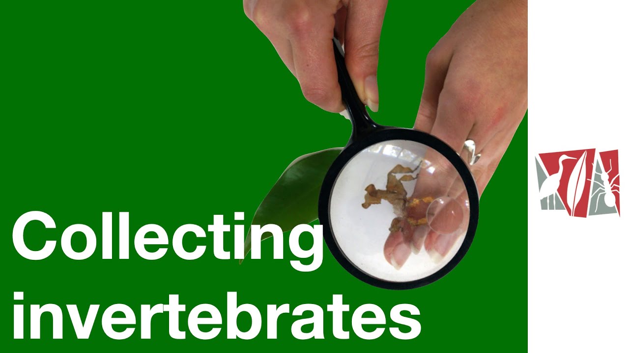 Collecting invertebrates - YouTube