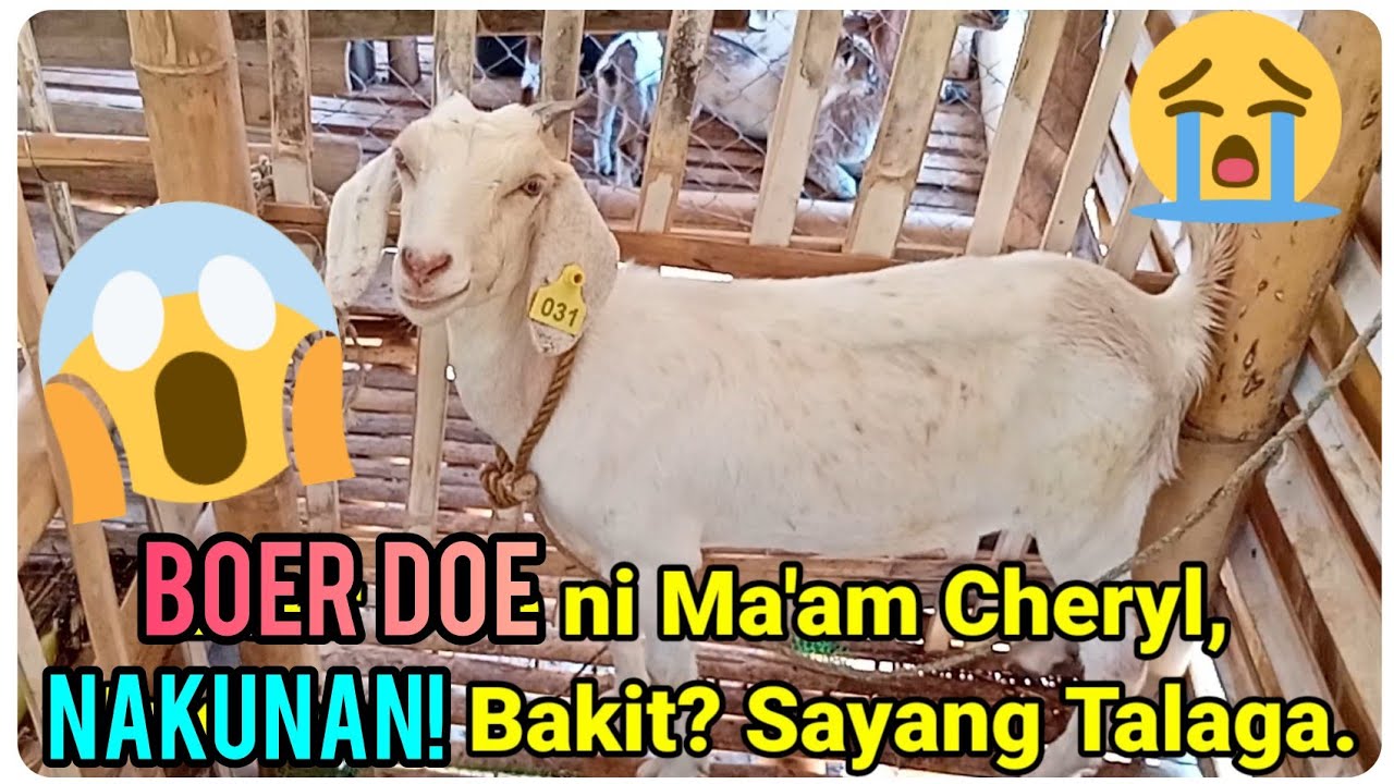 『Boer Doe ni Ma'am Cheryl Nakunan! Bakit?』〘Paano nangyari ito?〙 - YouTube