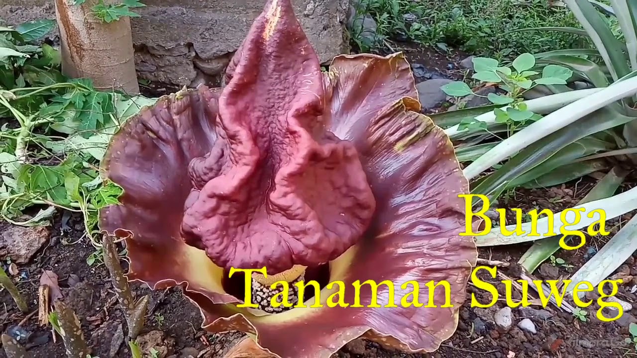 Bunga Suweg - YouTube