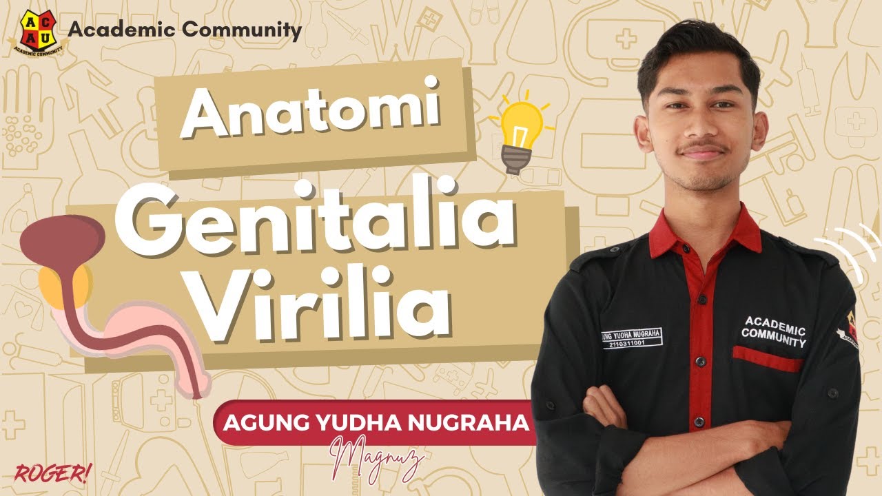 Anatomi Genitalia Virilia | Anatomy Video Eps. 11 - YouTube