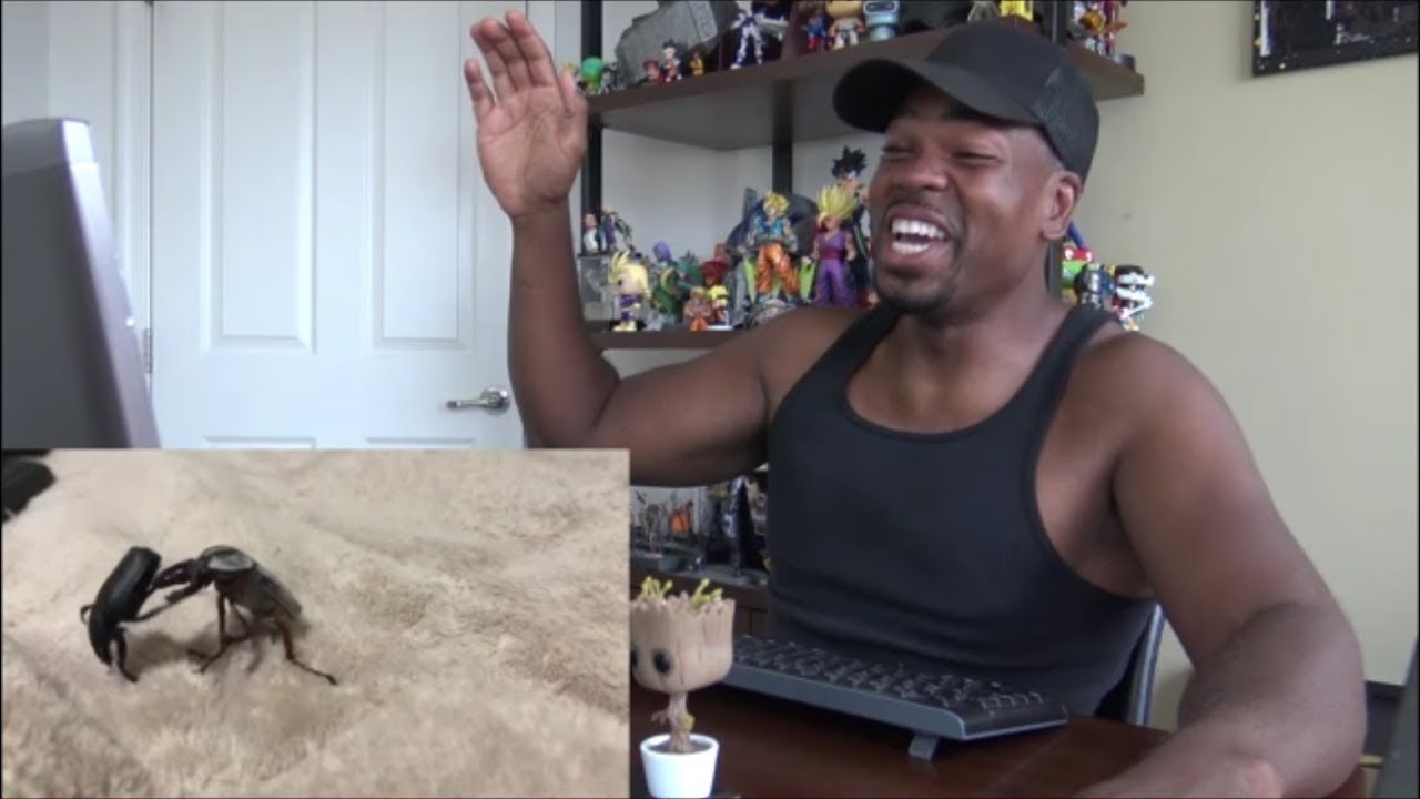 2 Bugs Boxing REACTION!!! - YouTube